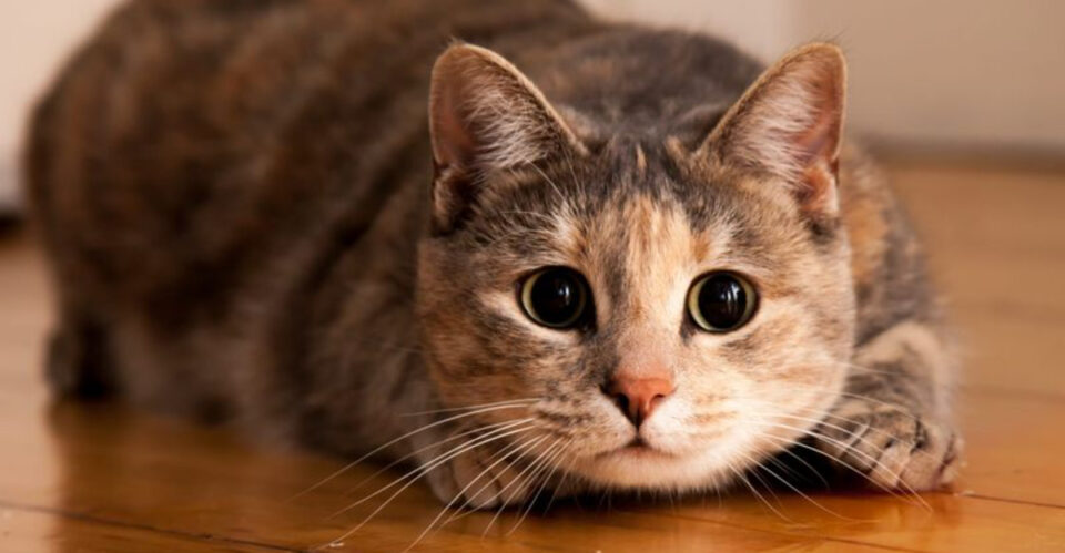 Here's The Surprising Truth Why Your Cat Blocks Your Path