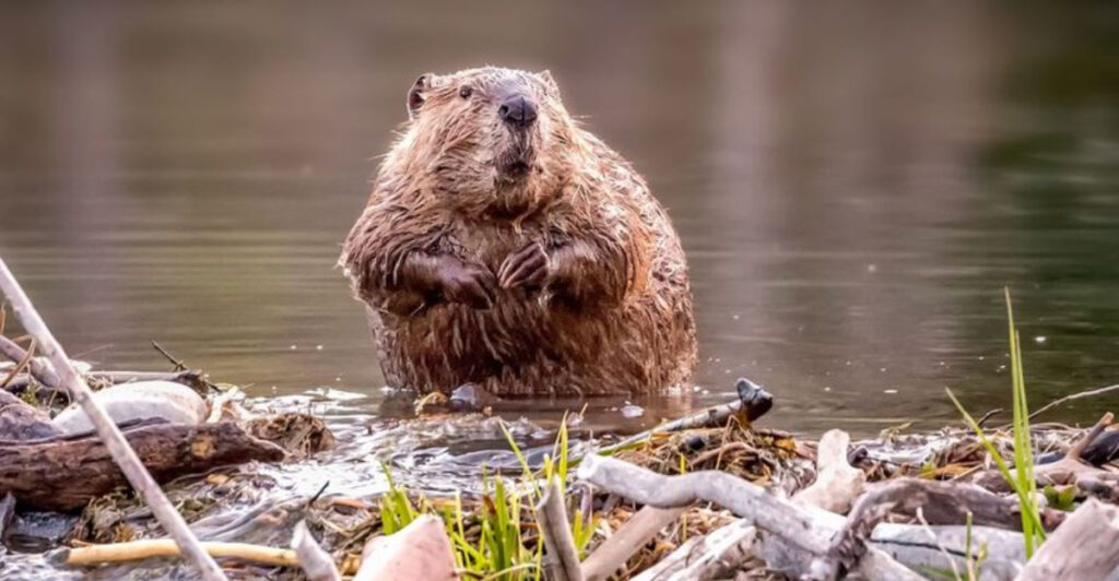 How Beavers Transform Dried-Up Utah Rivers Into Thriving Ecosystems