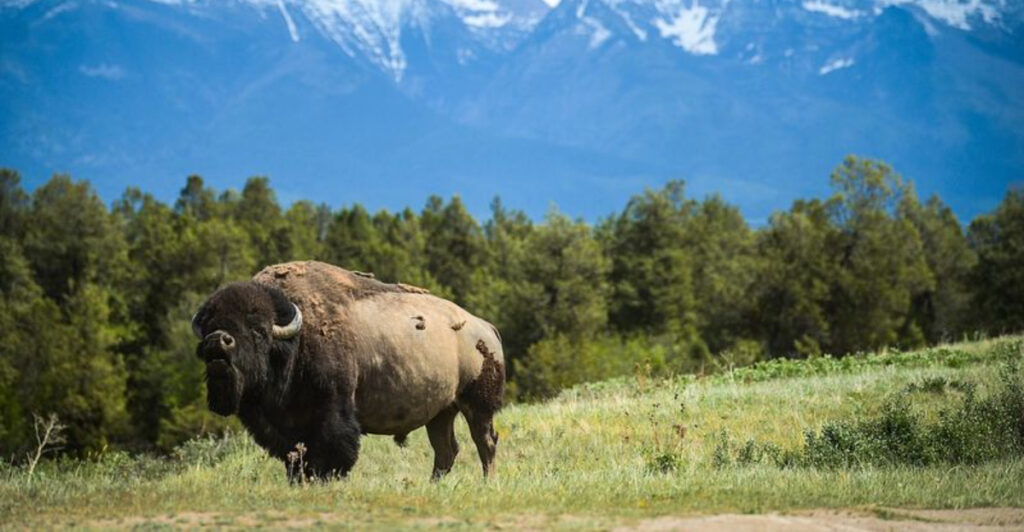 How Bison Survived Extinction