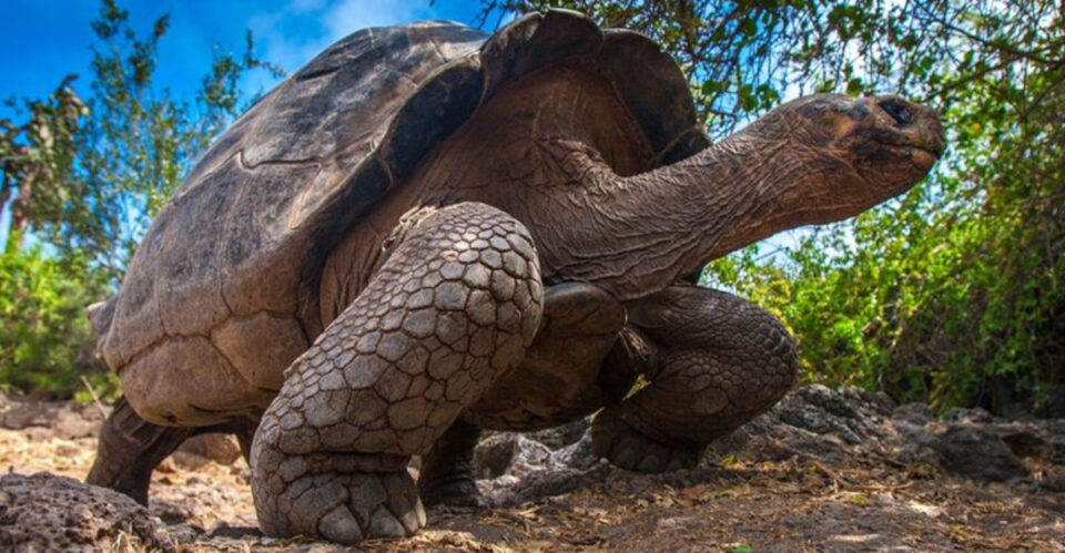 How Moving Slowly Helps Tortoises Live Incredibly Long Lives