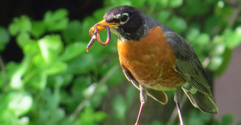 How Seasonal Changes Affect The Dietary Habits Of Robins