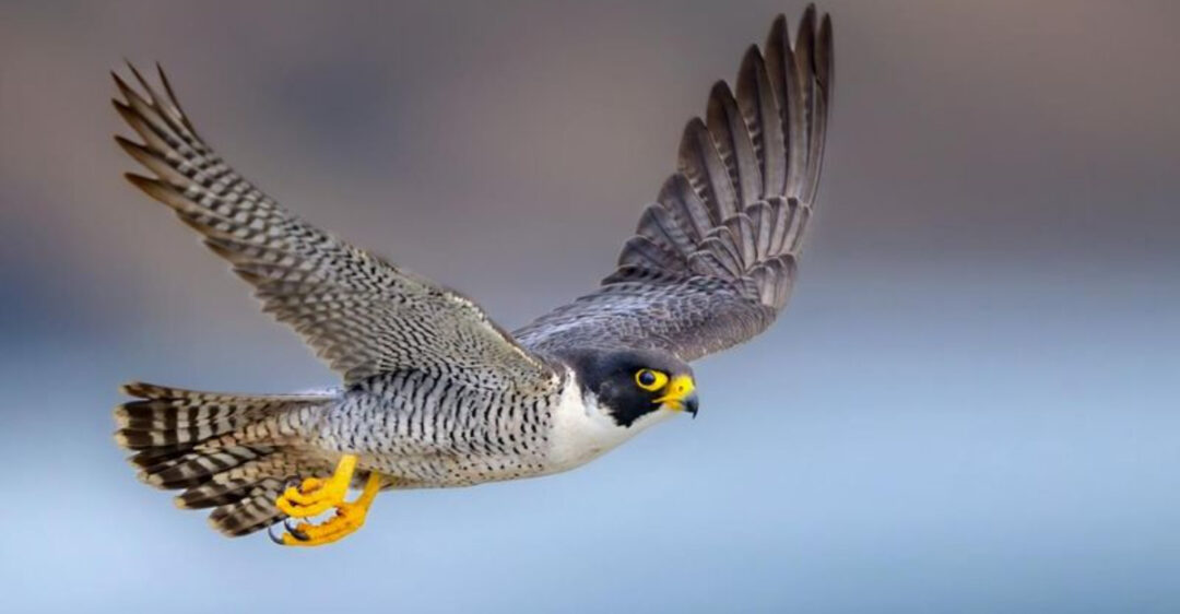 How The Peregrine Falcon Dominates The Skies At 240 Miles Per Hour