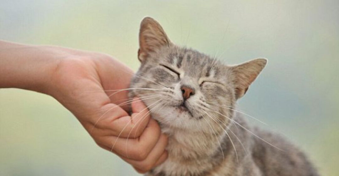 How To Bond With Your Cat In A Way That Actually Matters To Them