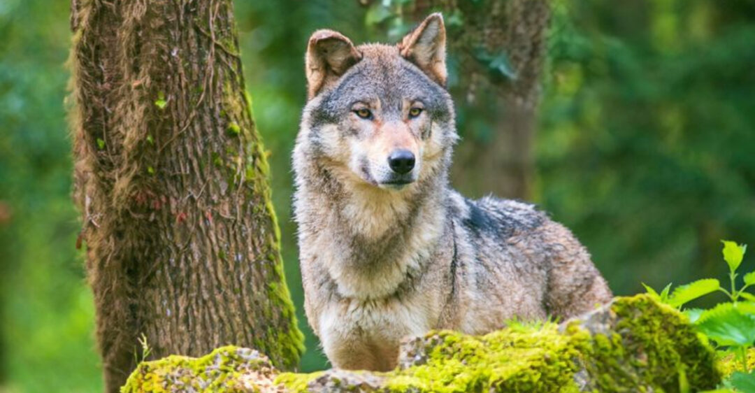 How Wolves Quietly Rebuilt Yellowstone's Entire Ecosystem