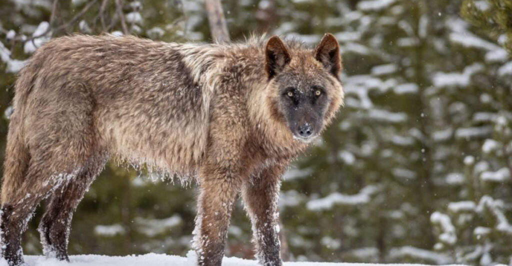How Wolves Rebuilt A National Park