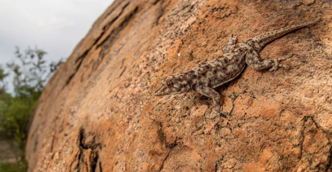 Large Animal Seen Dashing In Angola Is Actually A Species Never Seen Before