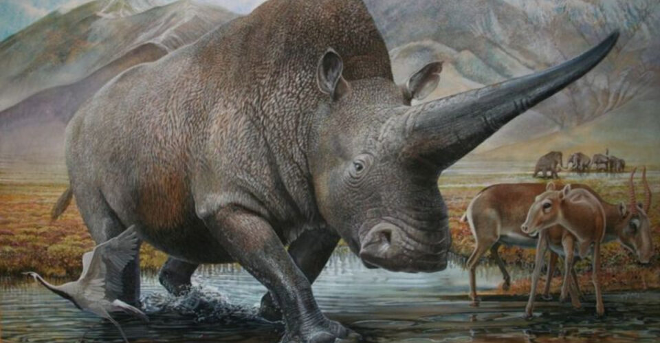 Meet Elasmotherium, The Prehistoric Giant That Inspired The Mudhorn