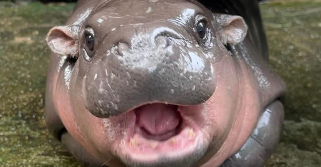 Meet Moo Deng, The Baby Pygmy Hippo Taking The Internet By Storm
