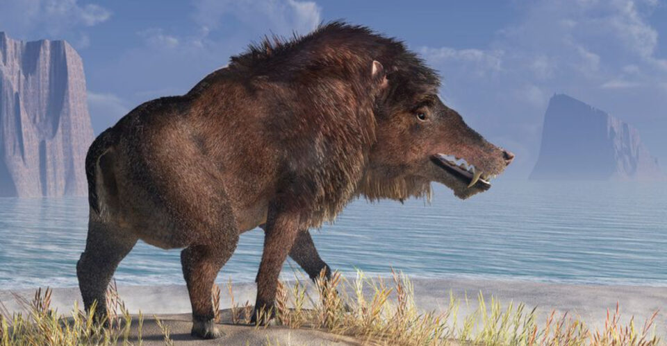 Meet The Entelodonts, The Giant 'Hell Pigs' Of Prehistoric North America