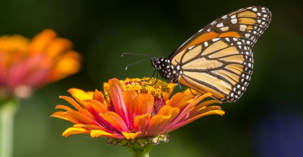 Monarch Butterflies Are On The Endangered Species List In 2025, But ...