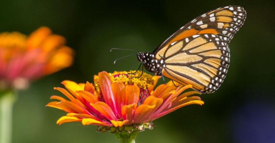 Monarch Butterflies Are On The Endangered Species List In 2025, But ...