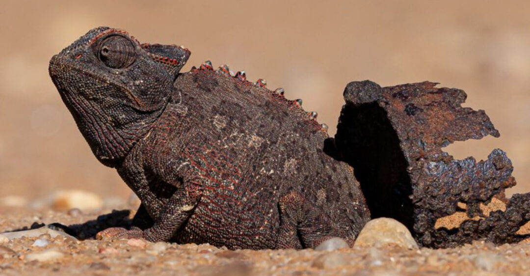 Namaqua Chameleon Is A Master Of Camouflage With Unique Survival Skills