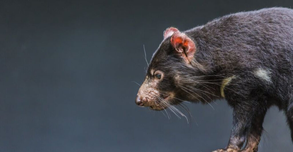 Nature's Comeback As Tasmanian Devils Are Born In The Wild