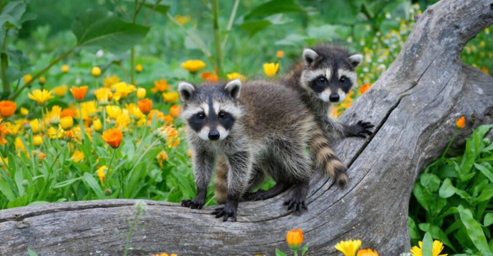 Never Kick Raccoons Out Of Your Yard For These 8 Reasons And 5 Methods ...