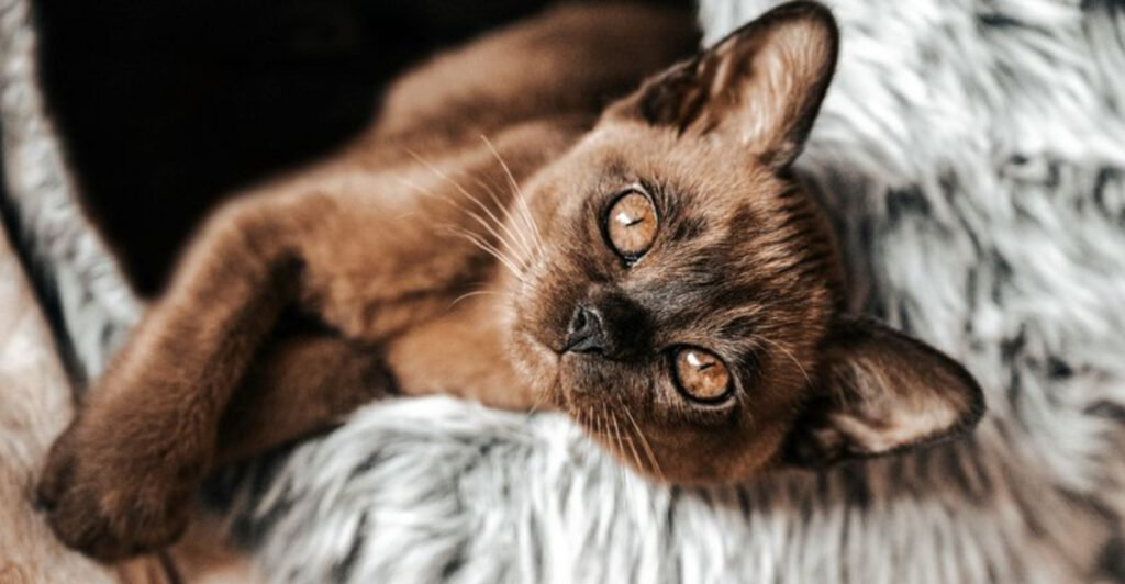 New Yorkers Swear These Cats Are Low-Maintenance But Still Cuddly