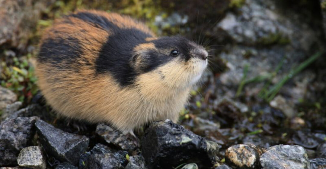 Norwegian Lemming Confirmed As One Of The Newest Mammal Species ...