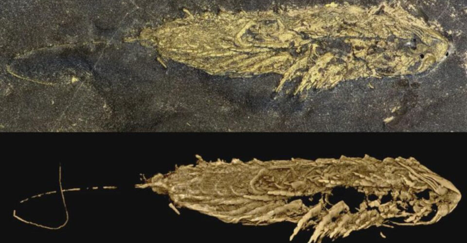 Paleontologists Reveal Remarkable 450-Million-Year-Old Golden Fossils