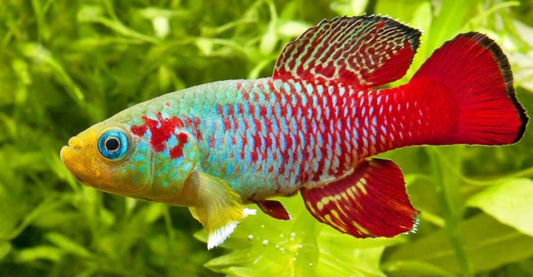 Rainbow Creature With Yellow Eyes Discovered In Temporary Pond, It's A ...