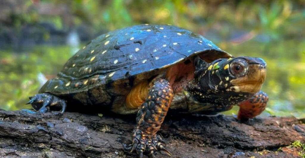 Rare Spotted Turtle Conservation Efforts Grow In Ohio Wetland Habitats