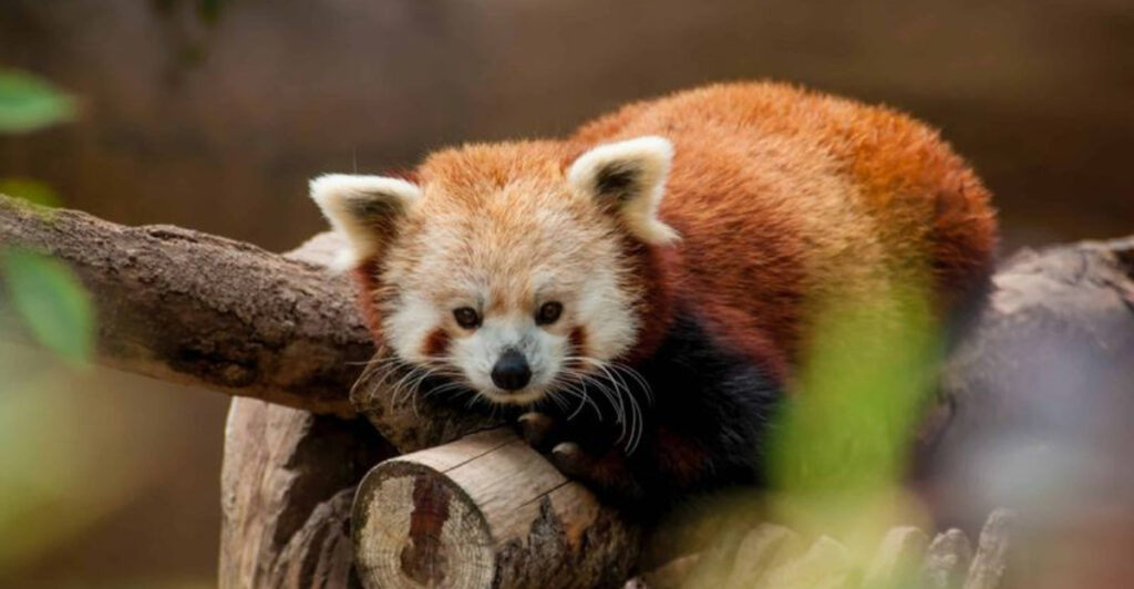 Red Pandas Are Vanishing Quickly, Here's What's Being Done To Help