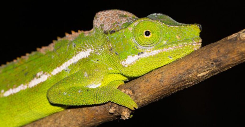 Researchers Overjoyed As Endangered Chameleon Is Spotted Outside Its ...