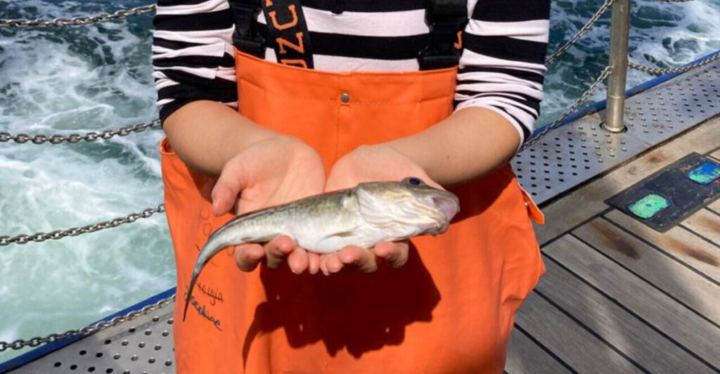 Scientists Alarmed As Cod Shrink To Half Their Former Size