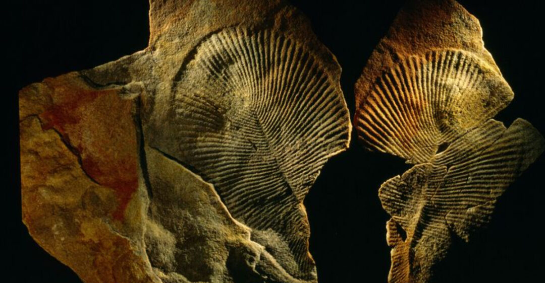 Scientists Discover 558 Million-Year-Old Fossil Is Likely The World's ...