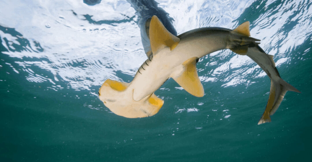 Scientists Discover A New Shark, And It's Already In Trouble