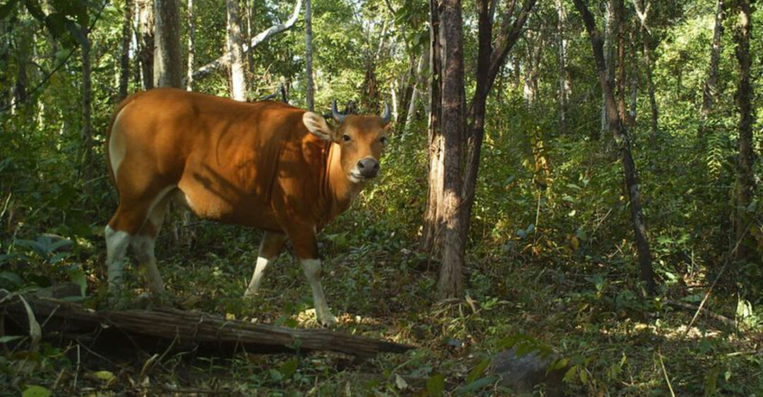 15 Rare Species Thriving In Cambodia's 'Noah's Ark' Wildlife Haven