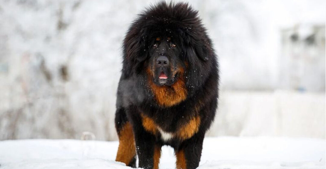 The 10 Most Intimidating Dog Breeds, And Why They Might Not Be For You