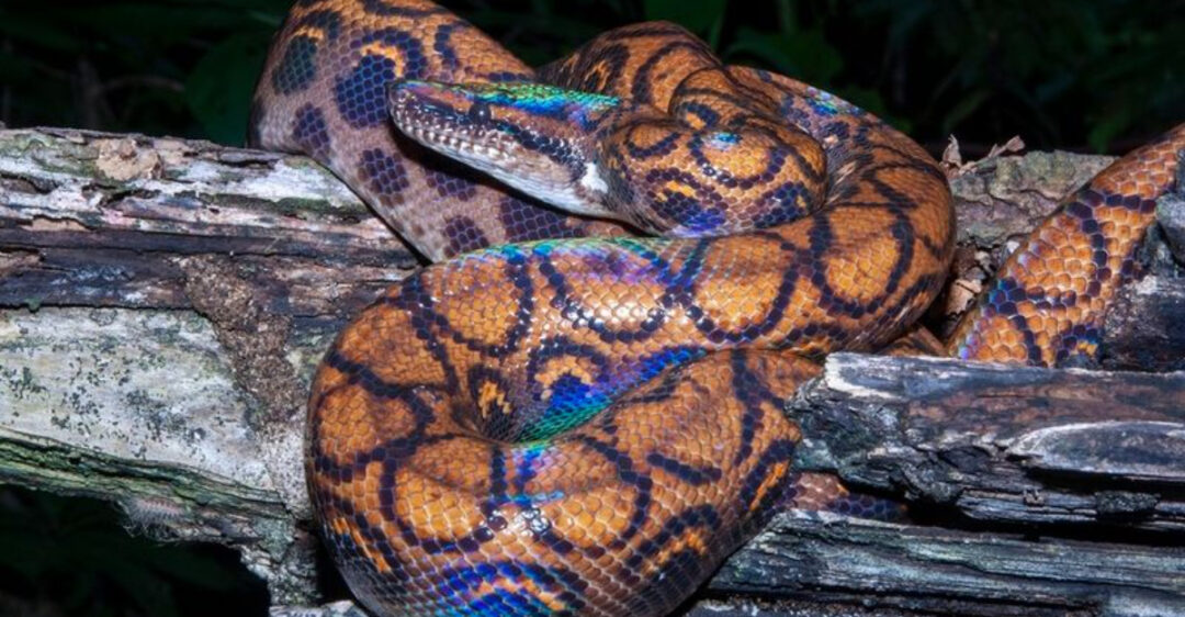 The 11 Largest Snake Species You Can Find In South America