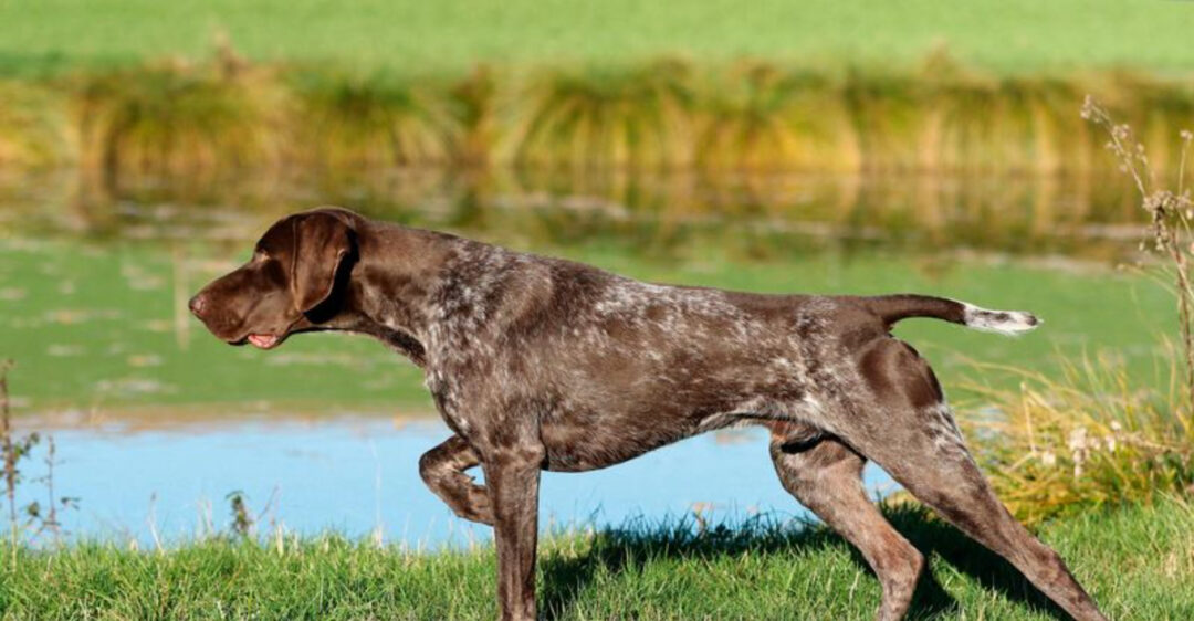 The 12 Strongest Hunting Dog Breeds