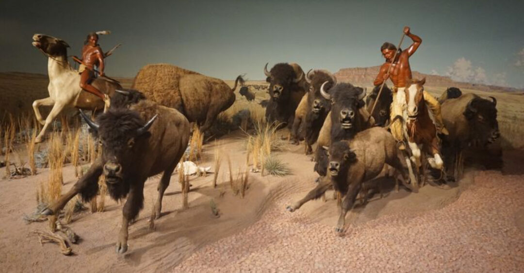 The Cultural Significance Of Bison To Native American Tribes