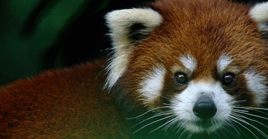 The Hidden Reasons Red Pandas Are Struggling To Survive