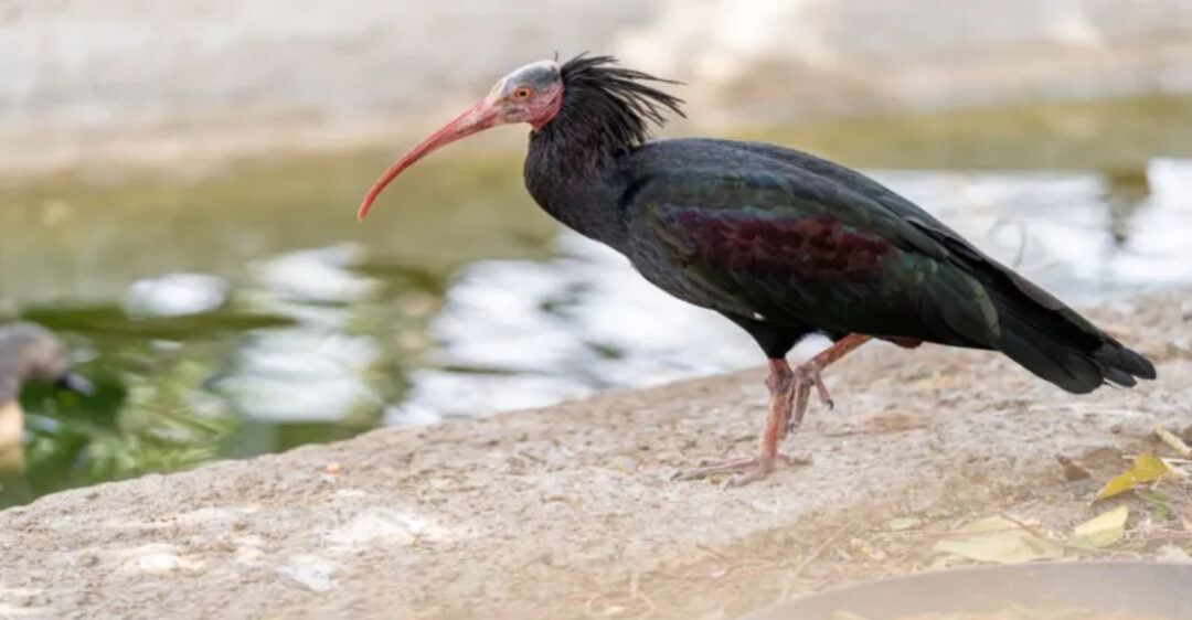 The Northern Bald Ibis Is Making A Fragile Comeback After Nearly ...