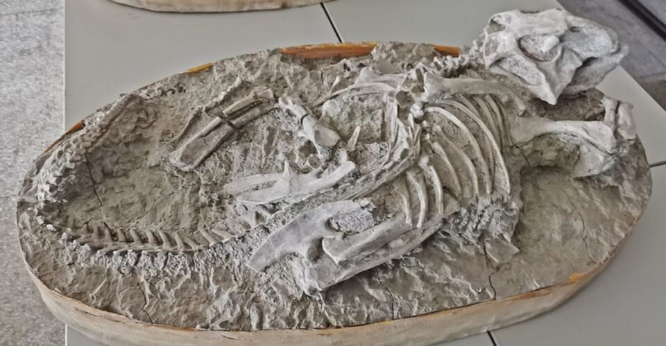 The Truth About How These Dinosaurs Were Preserved Might Surprise You