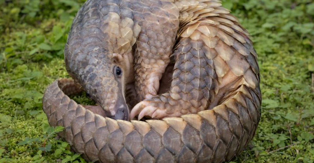 The U.S. May Soon Protect All Eight Pangolin Species Under Law