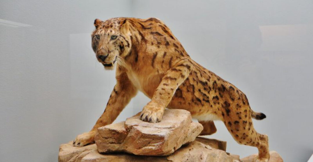 These 10 Ancient Cats Were Apex Predators In Their Era