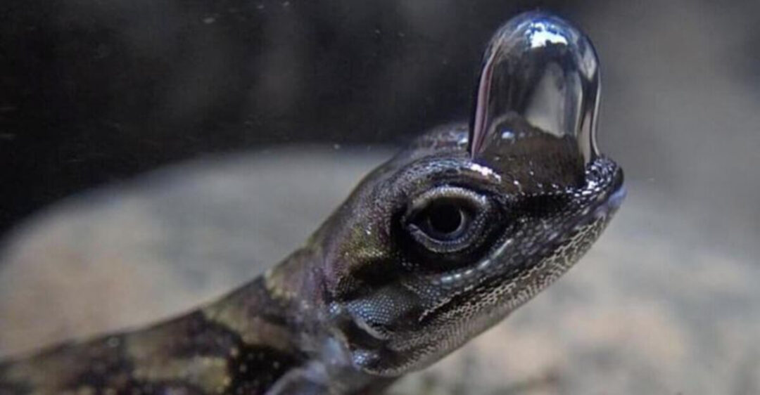 These Animals Can Hold Their Breath Underwater The Longest