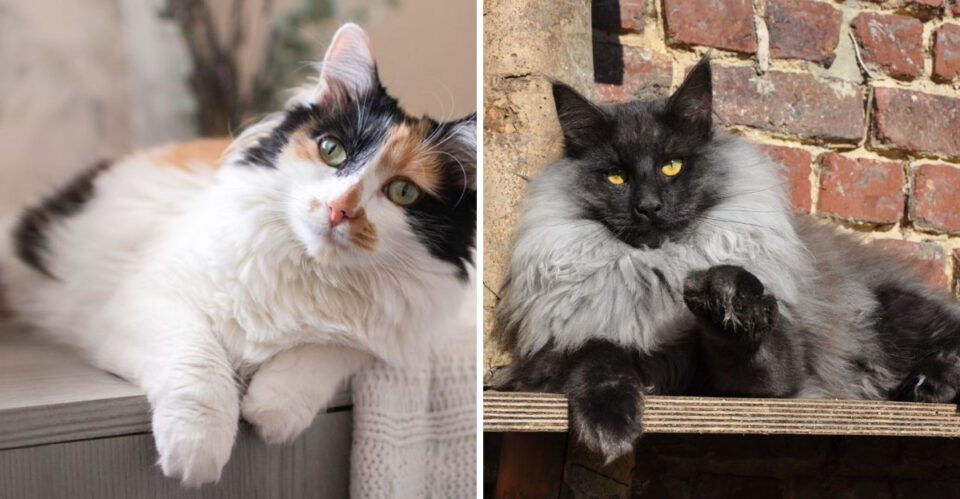 These Are The 8 Rarest Cat Colors And Patterns, And The 5 Most Common