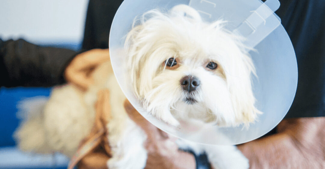 These Are The Key Benefits Of Spaying Or Neutering Your Pet