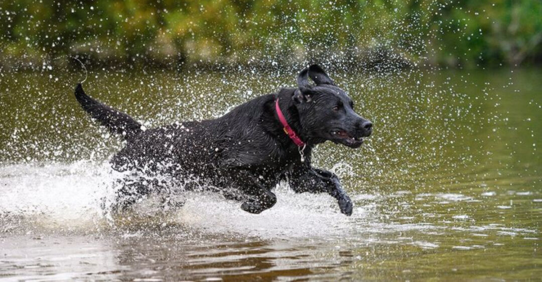 These Athletic And Trainable Dogs Are The Stars Of The AKC Sporting Group