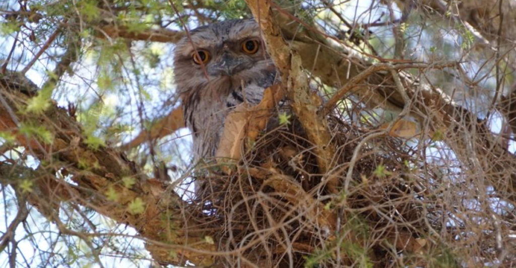 These Clever Birds Use Leaves To Cover Their Nests From Predators