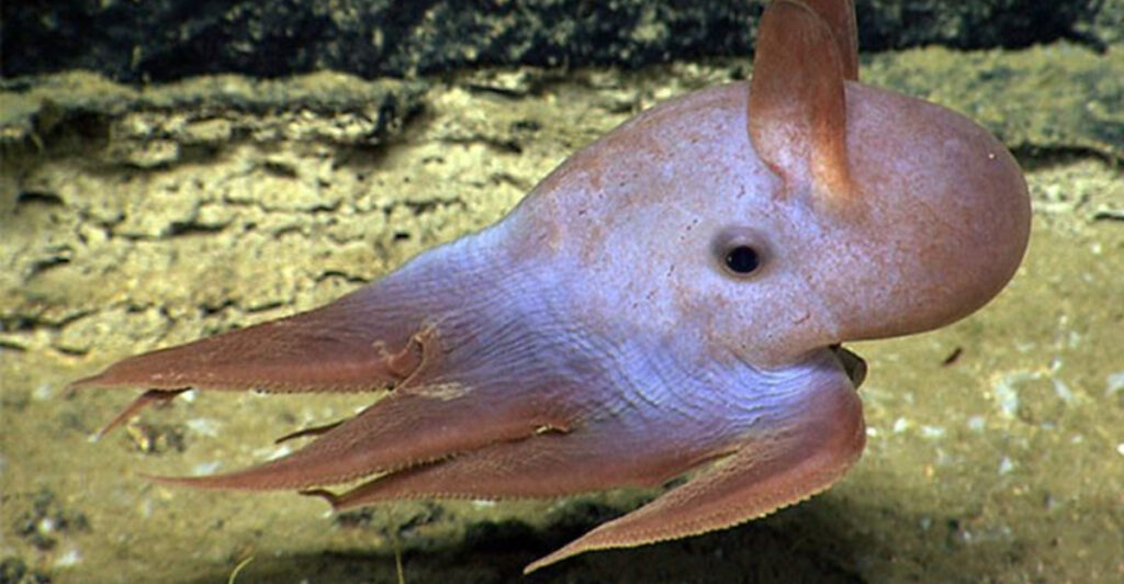 These New Deep-Sea Creatures Were Just Discovered In The Pacific Abyss