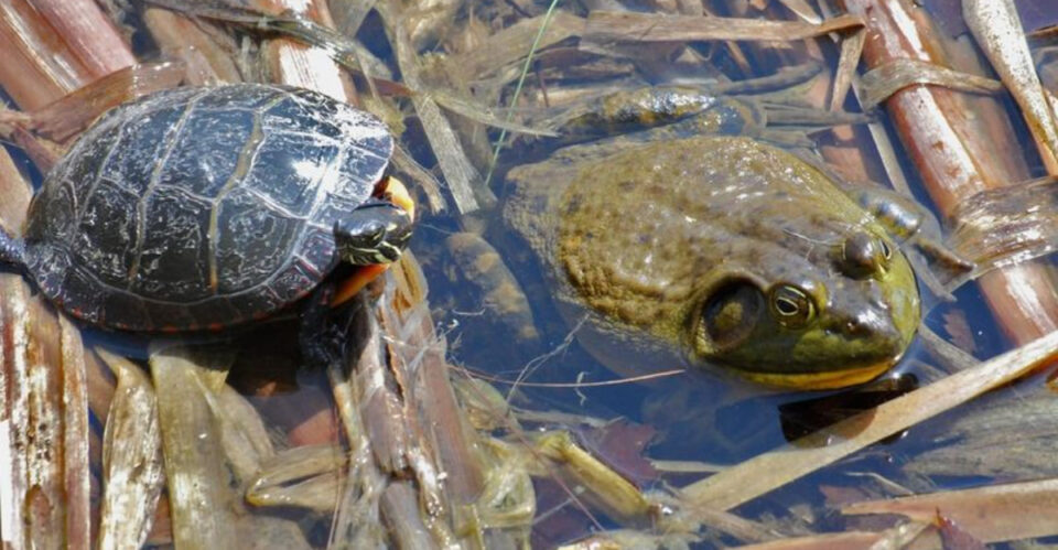 This Invasive Frog Can Swallow Baby Turtles Whole And It Blows My Mind