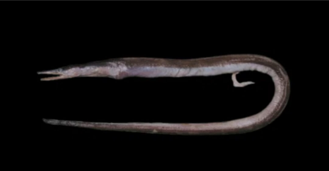 Trawlers Pull Up Bizarre Deep-Sea Eel Near India, Scientists Confirm It ...