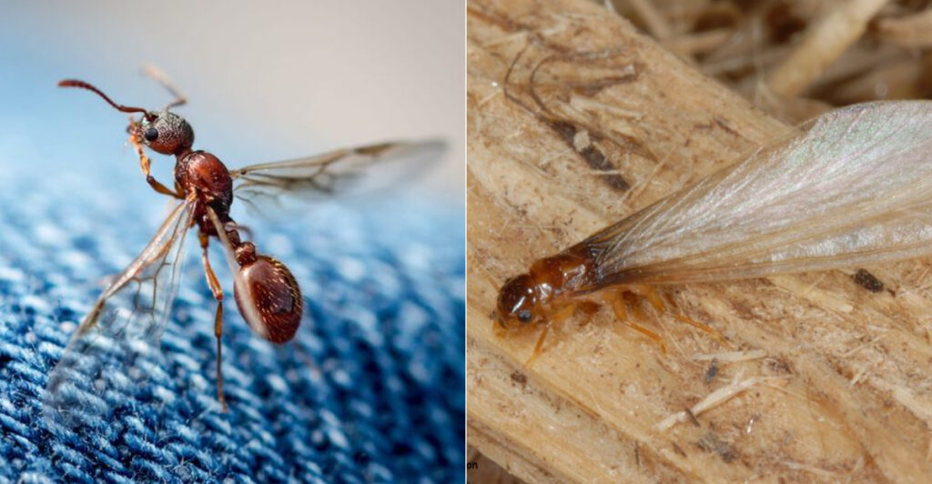 Understanding The Differences Between Flying Ants And Termites This Summer