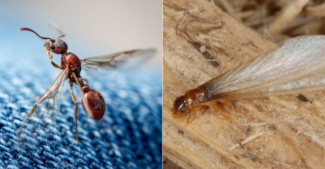 Understanding The Differences Between Flying Ants And Termites This Summer