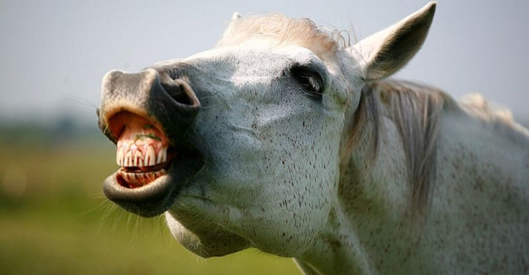 What Horse Expressions Reveal About Their Emotions