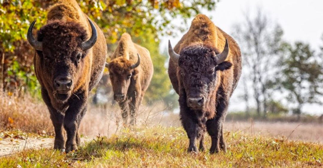 What Makes Bison So Important To U.S. National Parks